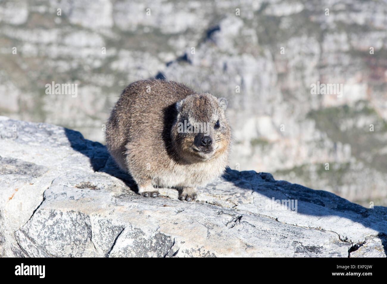 The top of Table Mountain , Cape Town. Dassie Stock Photo - Alamy