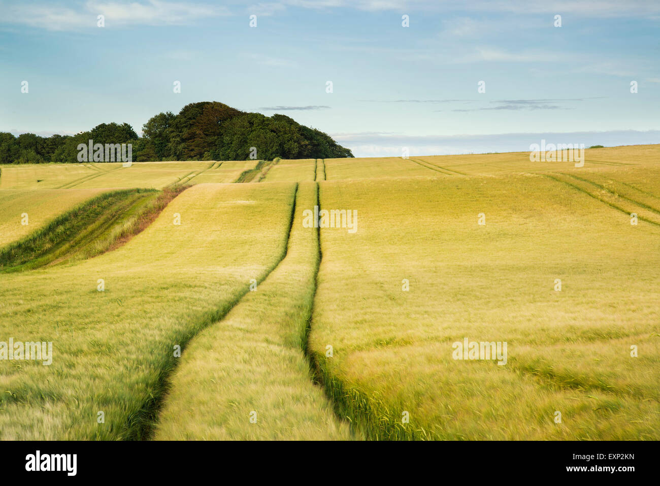 Summer landscape over agricultural farm fields of crops Stock Photo - Alamy