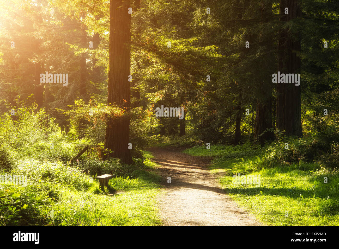 Beautiful Spring sunshine breaks through trees in forest landscape ...
