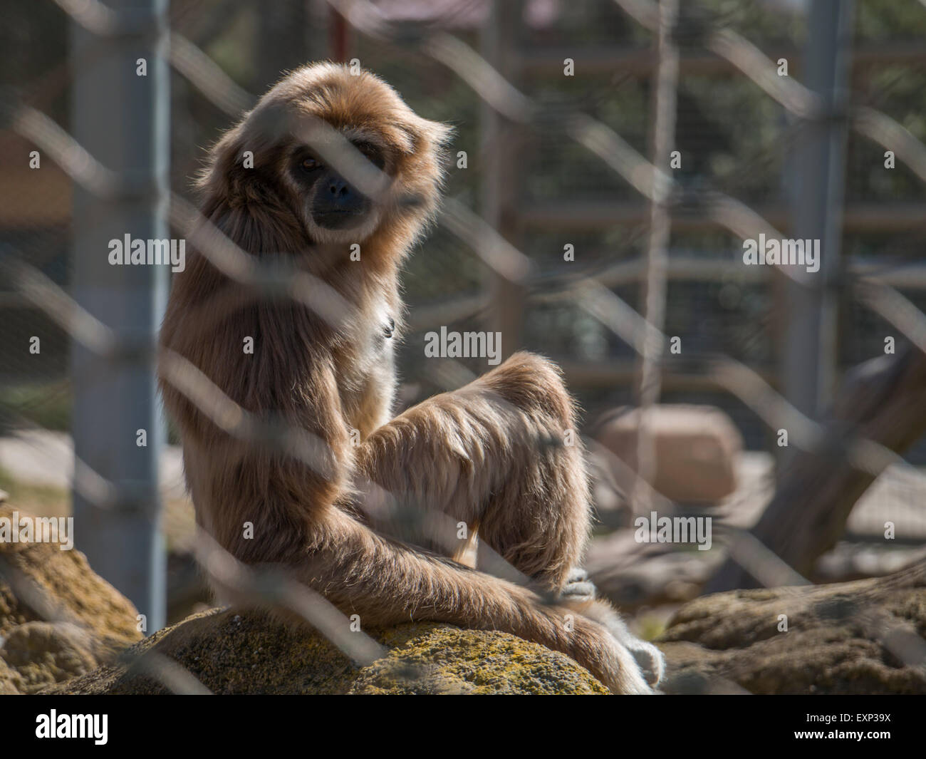 Monkey zoo cage hi-res stock photography and images - Alamy