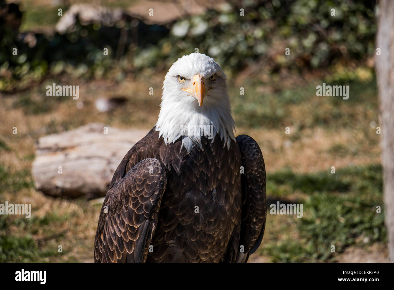 Majestic eagle hi-res stock photography and images - Alamy