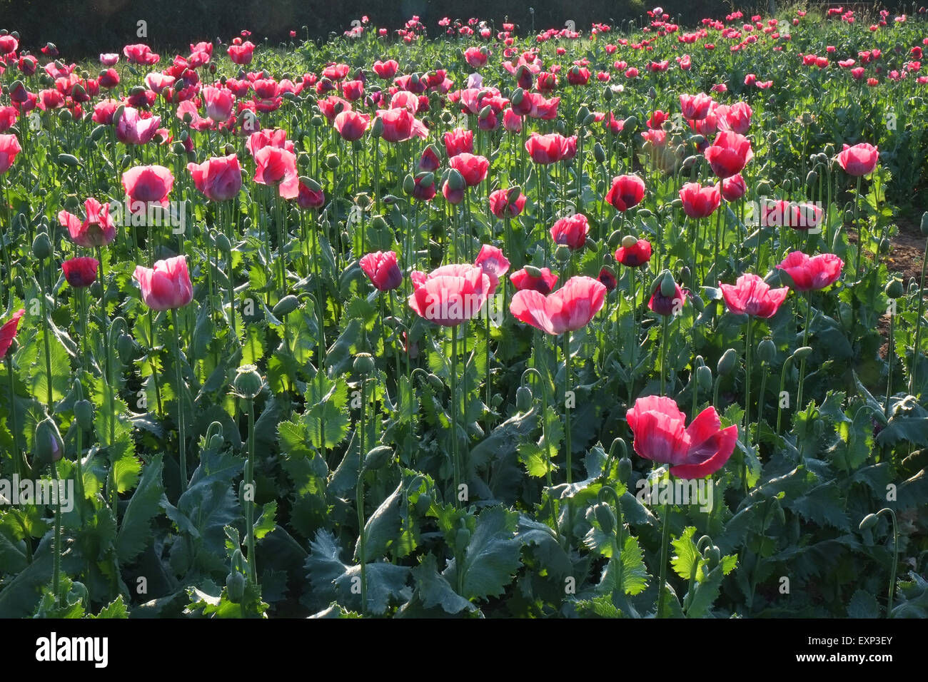 Poppy field, England Stock Photo - Alamy