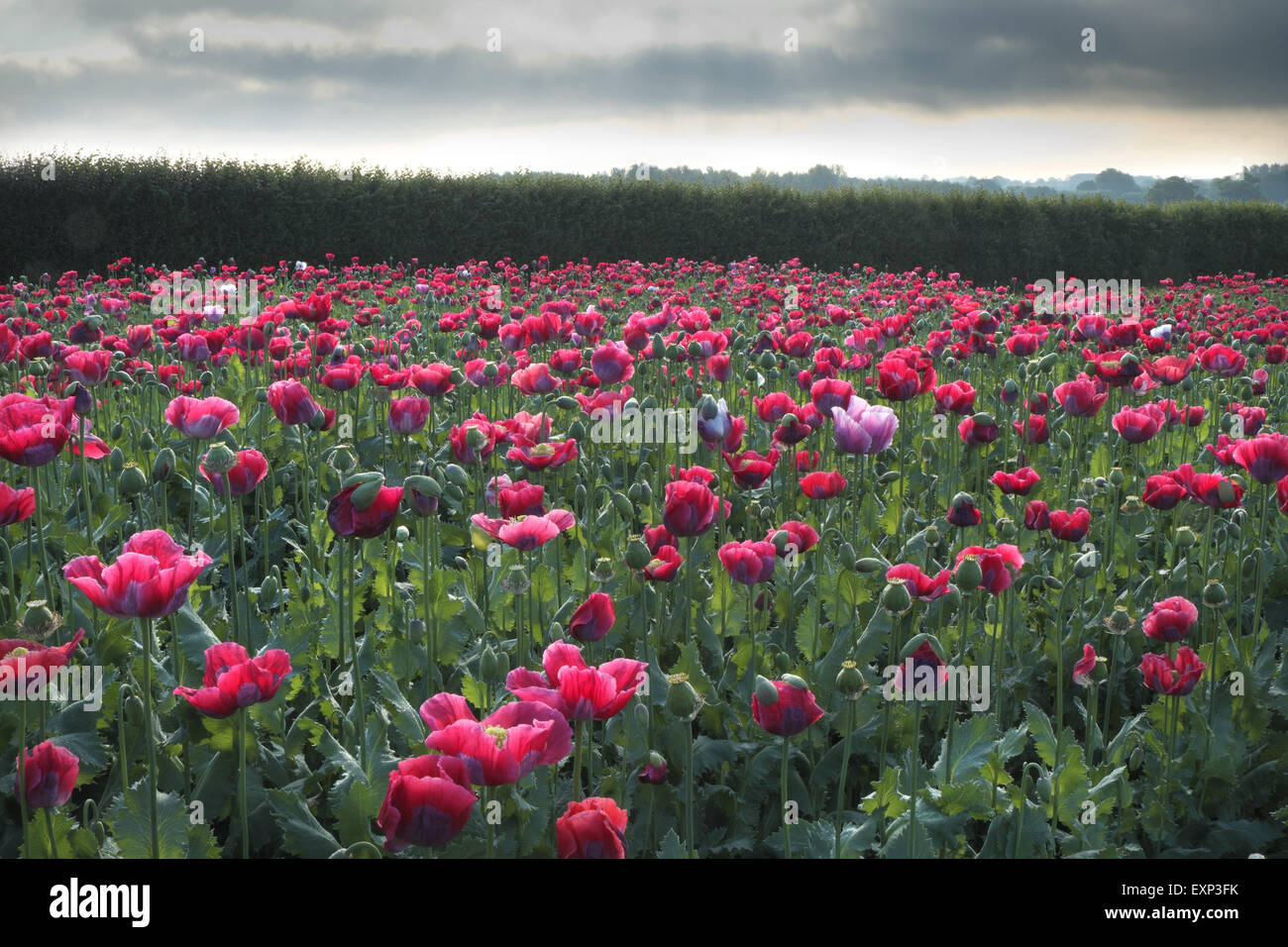 Poppy field, England Stock Photo - Alamy