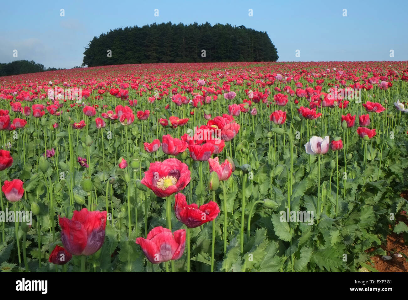 Poppy field, England Stock Photo - Alamy
