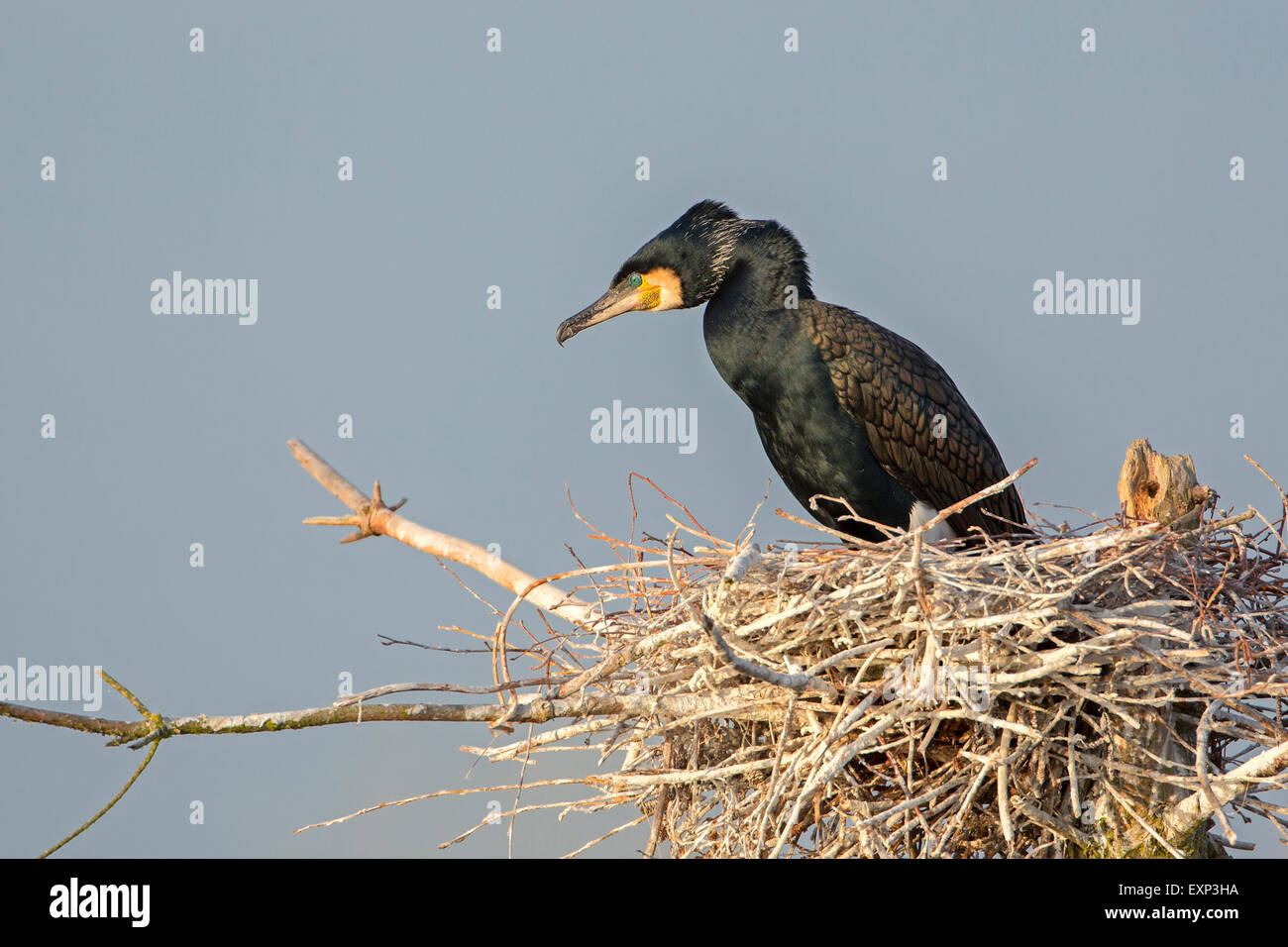 Cormorant Breeding Colony High Resolution Stock Photography and Images ...