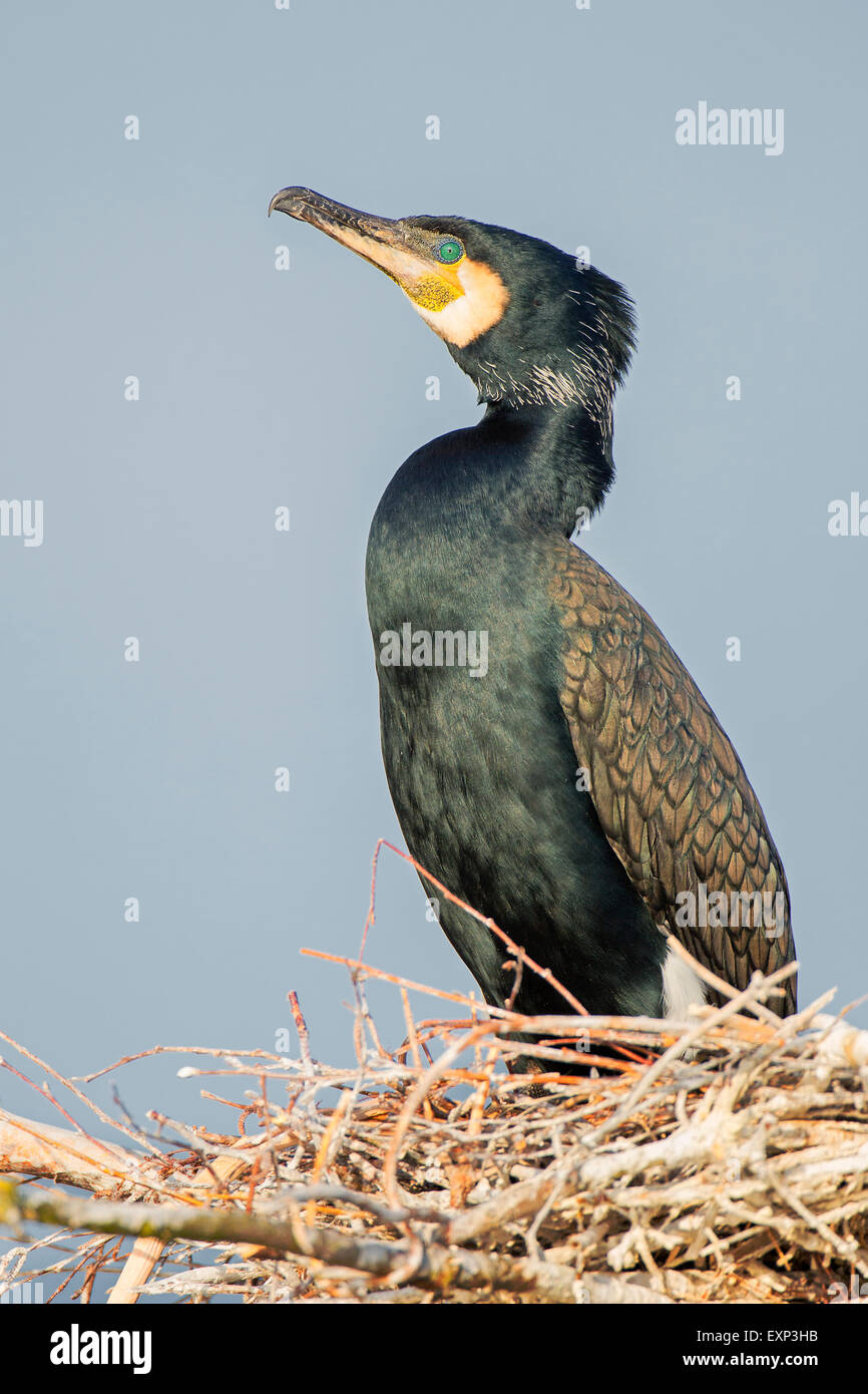 Cormorant Breeding Colony High Resolution Stock Photography and Images ...