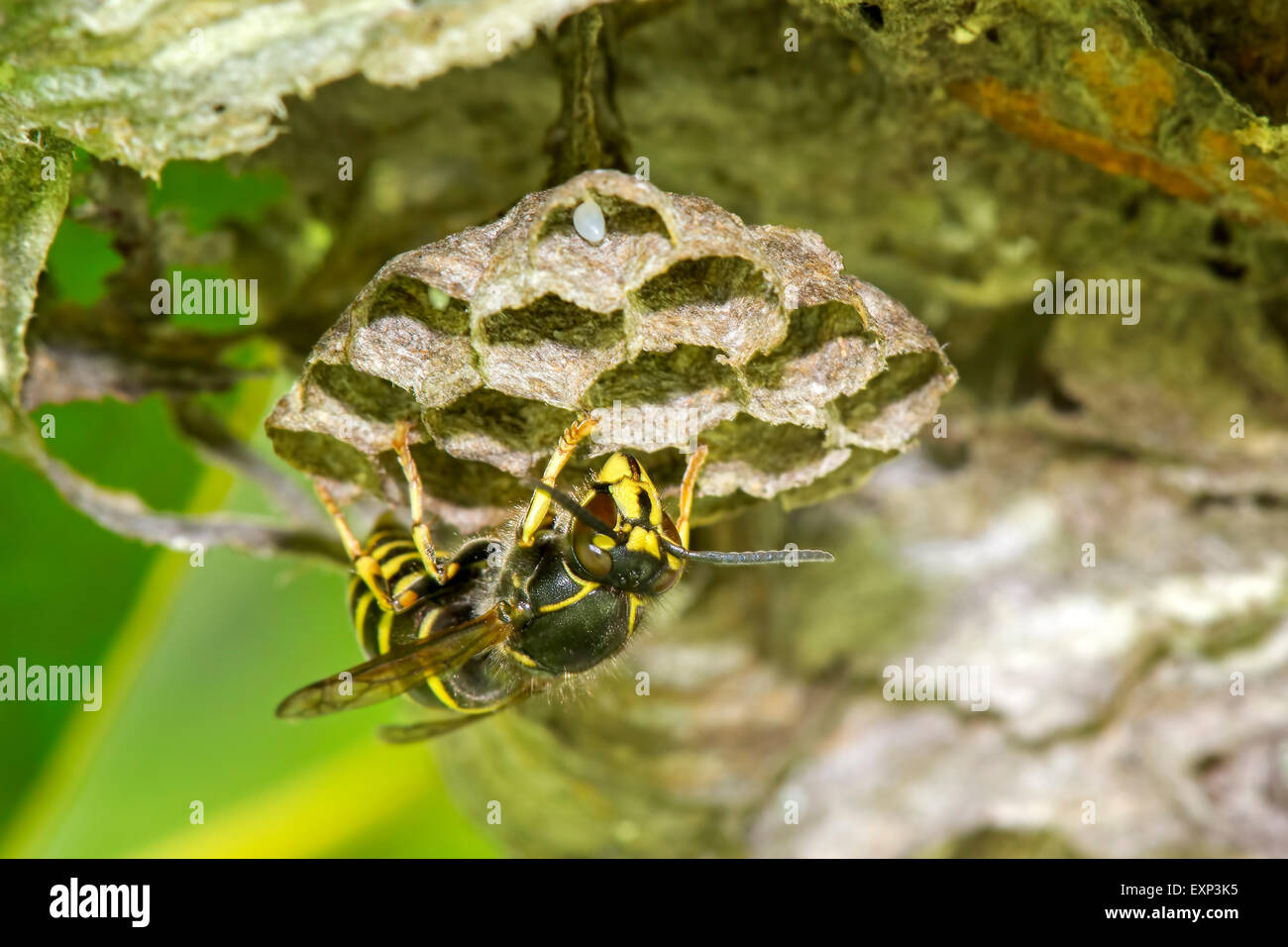 Brood comb hi-res stock photography and images - Alamy