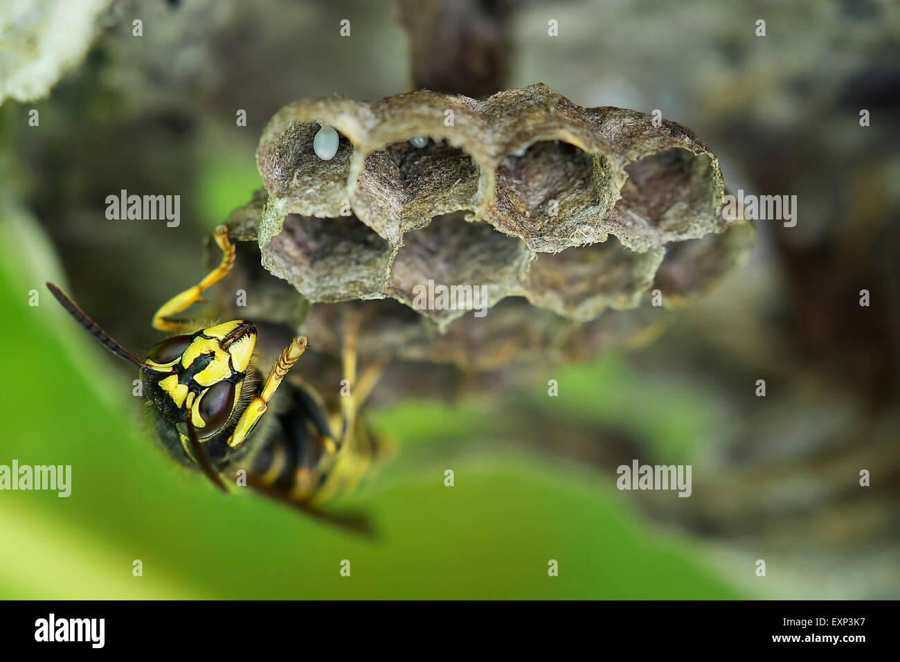 Vespula Vulgaris Nest High Resolution Stock Photography and Images - Alamy