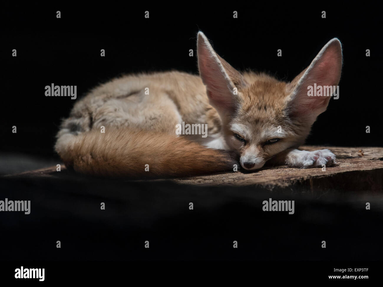 Fennec fox hi-res stock photography and images - Alamy