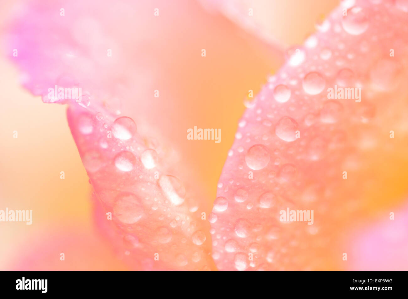 Pinky rose hi-res stock photography and images - Alamy