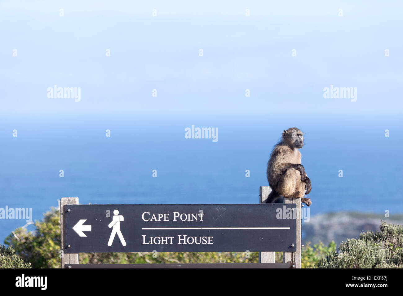 Baboons And Africa High Resolution Stock Photography and Images - Alamy