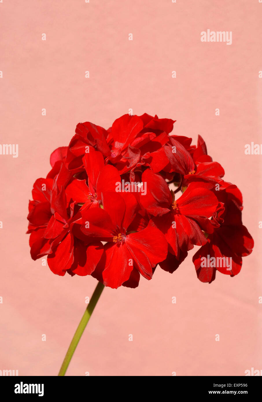 pelargonium hybrid calliope dark red Stock Photo - Alamy