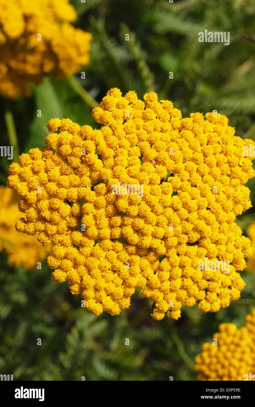 Common yarrow uk hi-res stock photography and images - Alamy