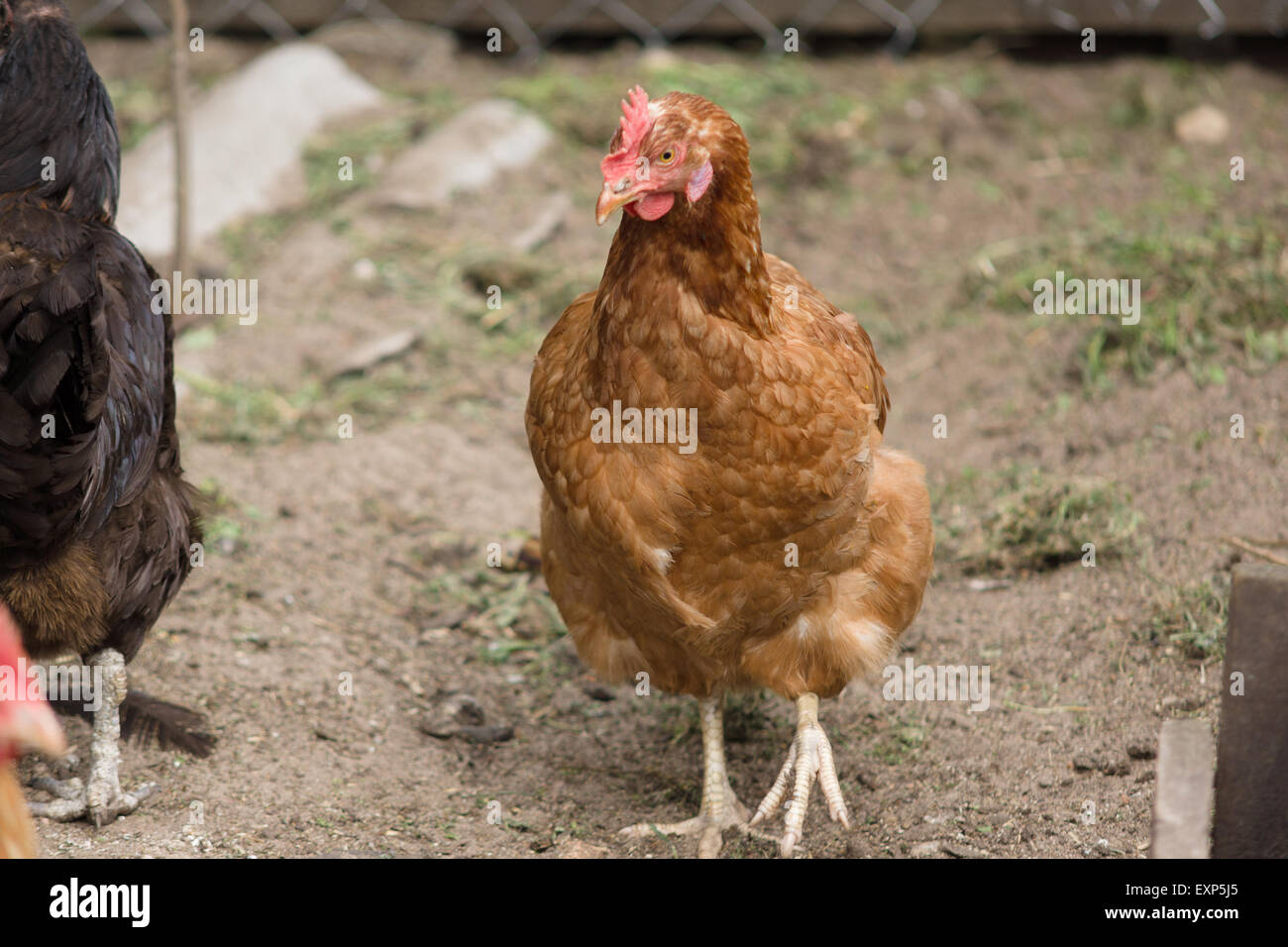 chicken living on a farm brings eggs and gives useful meat Stock Photo ...