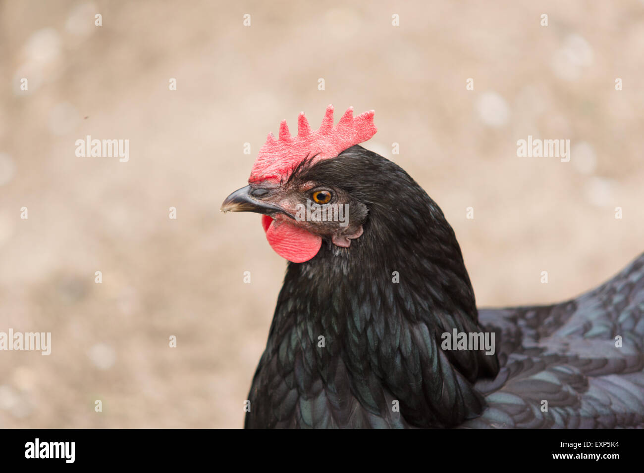 chicken living on a farm brings eggs and gives useful meat Stock Photo ...