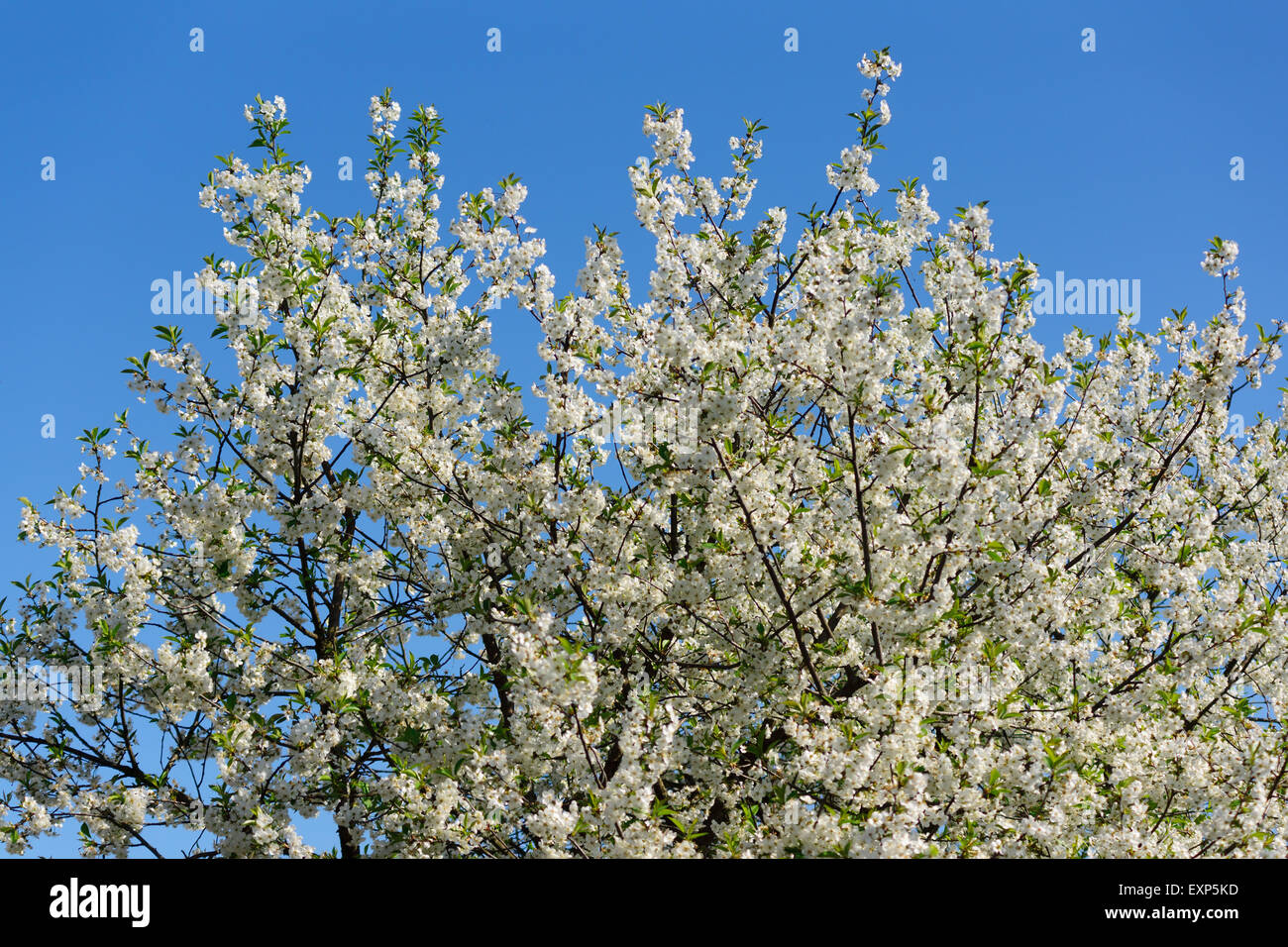 branches of a tree are covered with small white florets against the ...