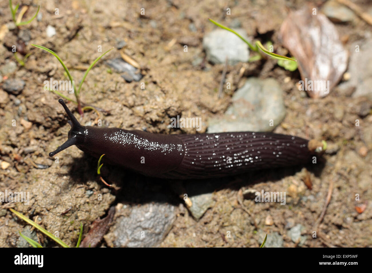 Black slug arion ater gastropod slime producing animals hi-res stock ...
