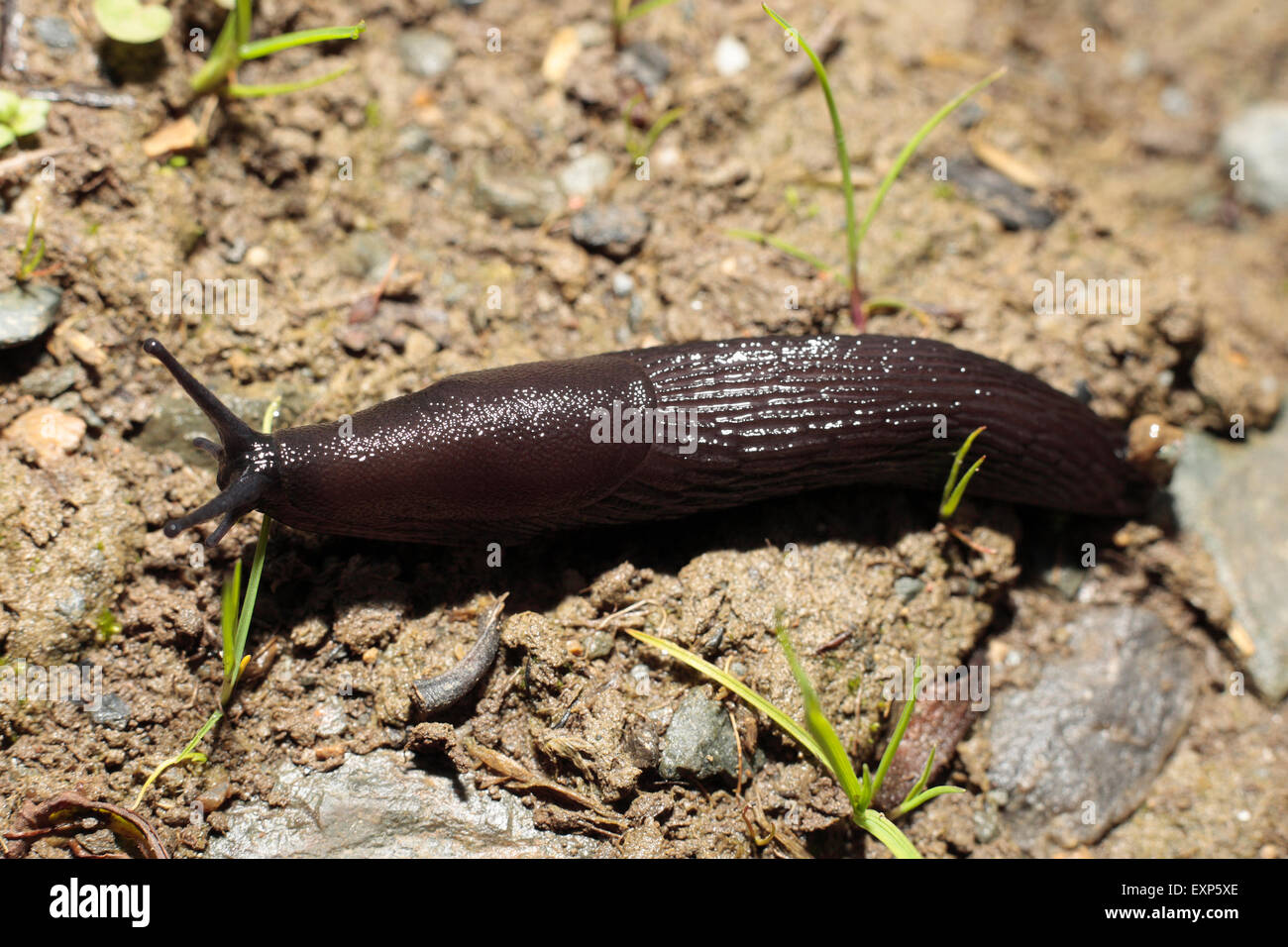Slug photograph hi-res stock photography and images - Alamy
