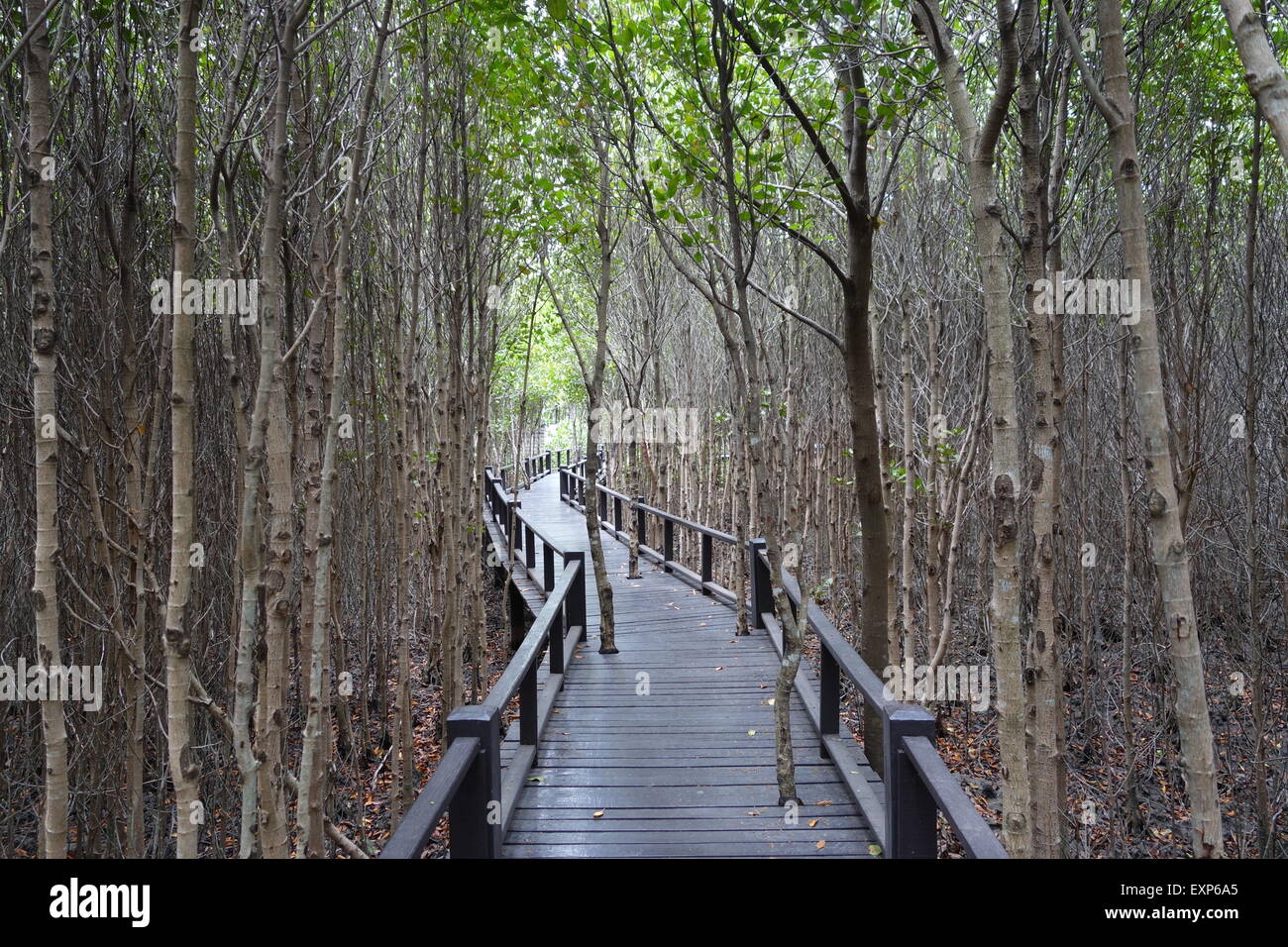 A boardwalk that runs through a mangrove forest Stock Photo - Alamy