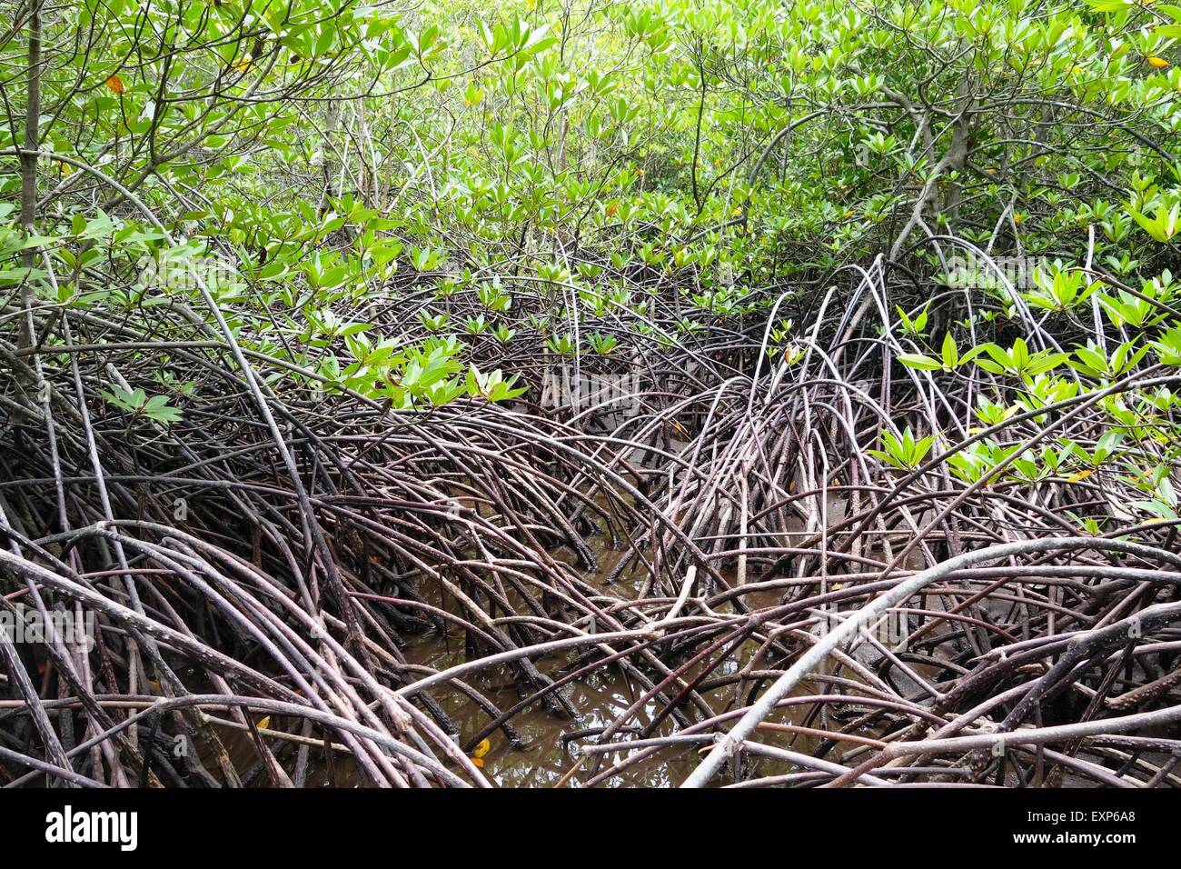 Mangrove trees hi-res stock photography and images - Alamy