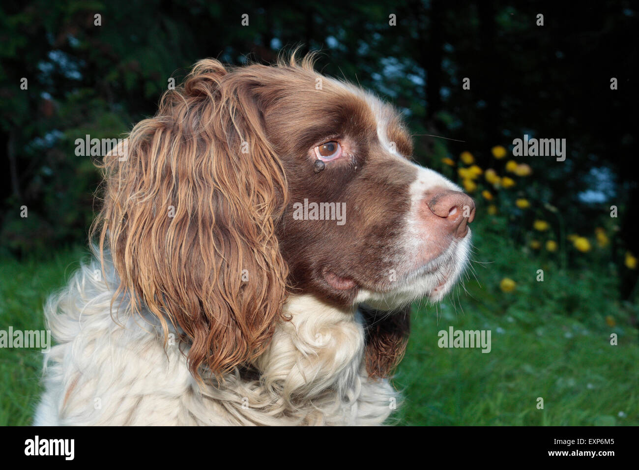 Instinctual dogs hi-res stock photography and images - Alamy
