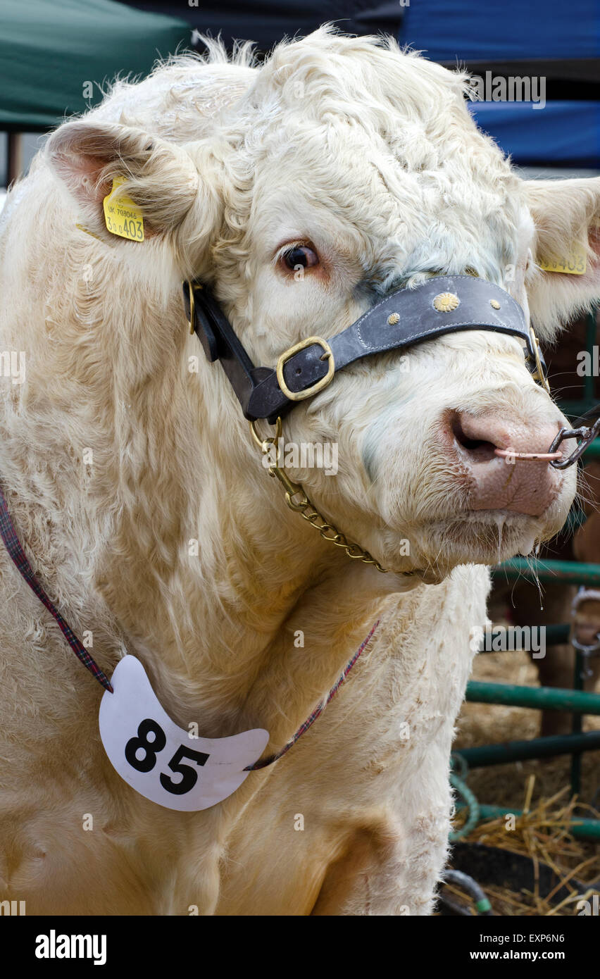 domestic beasts grantown on spey show highlands scotland Stock Photo ...