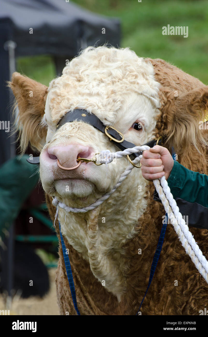 domestic beasts grantown on spey show highlands scotland Stock Photo ...