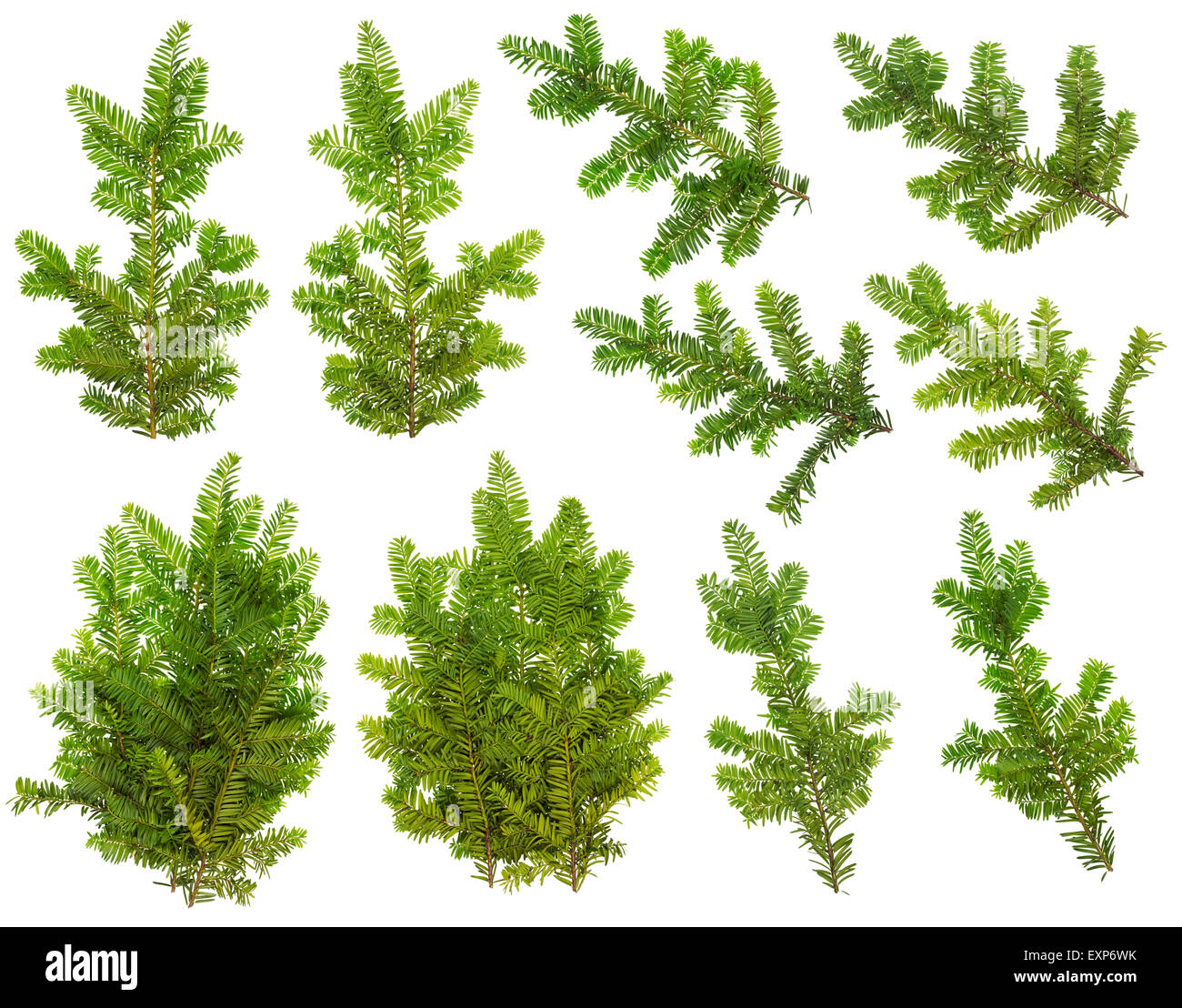 Branches set of an evergreen coniferous Yew tree. Isolated collage from ...