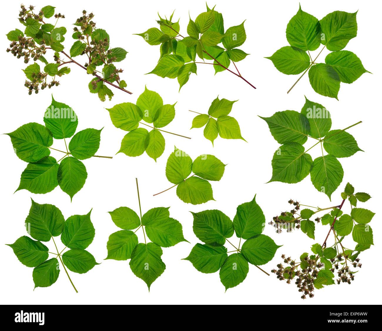 Set fruit leaves branches hi-res stock photography and images - Alamy