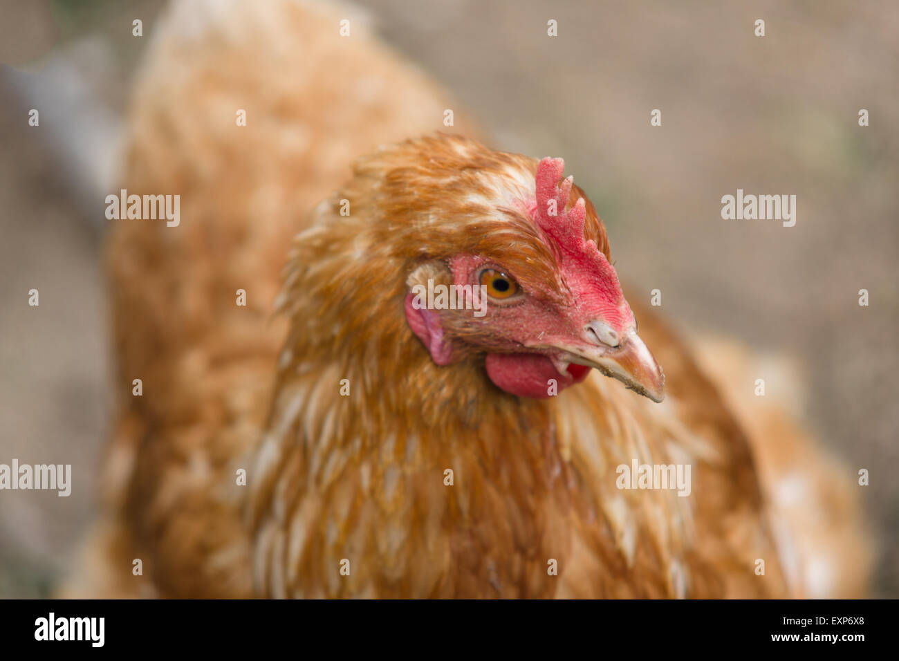 chicken living on a farm brings eggs and gives useful meat Stock Photo ...