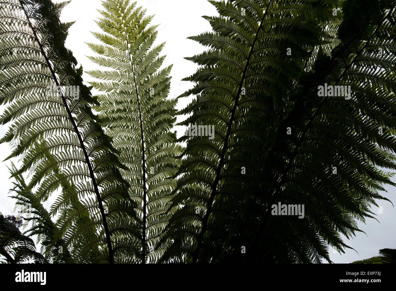 Cornwall 2015.Giant fern Stock Photo - Alamy
