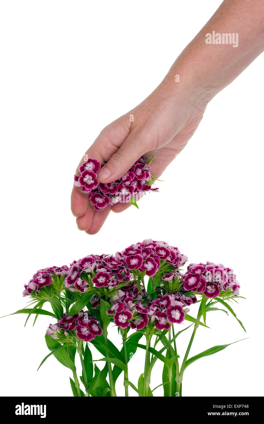 Hand of the rural worker pick spice flowers of garden carnation for ...