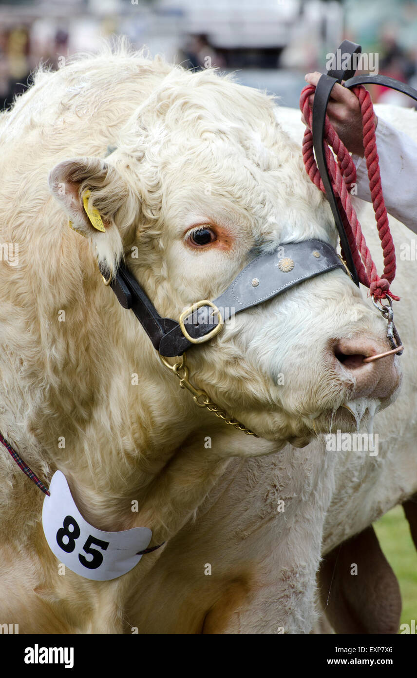 domestic beasts grantown on spey show highlands scotland Stock Photo ...