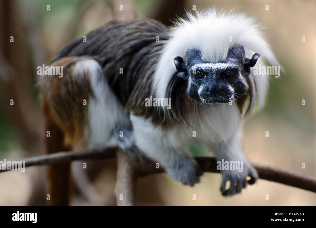 Cotton top tamarin monkey hi-res stock photography and images - Alamy