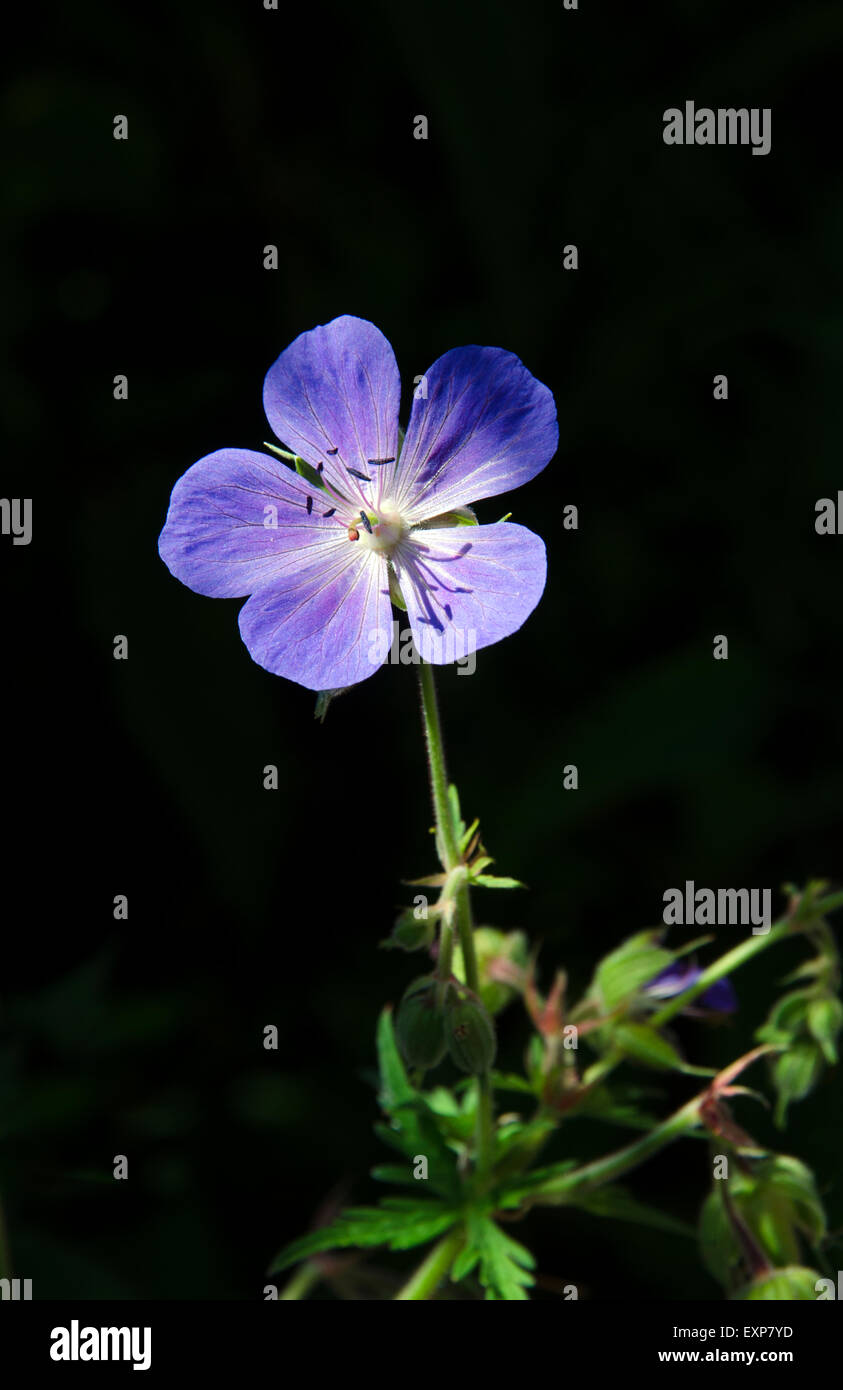 wood cranesbill geranium sylvaticum Stock Photo - Alamy