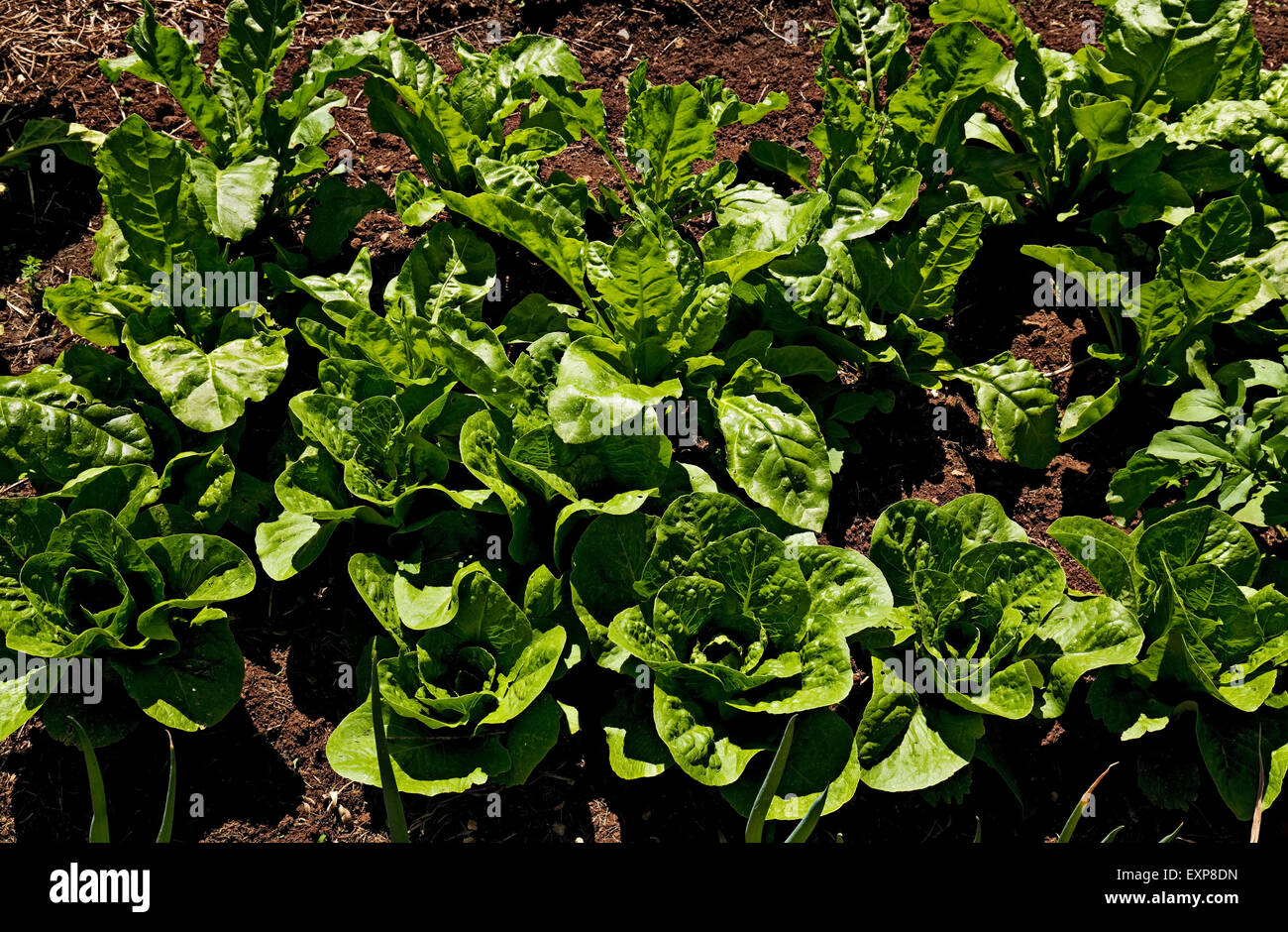 Ballarat District Australia / Ballarat Gardens in Spring 2014 Stock ...