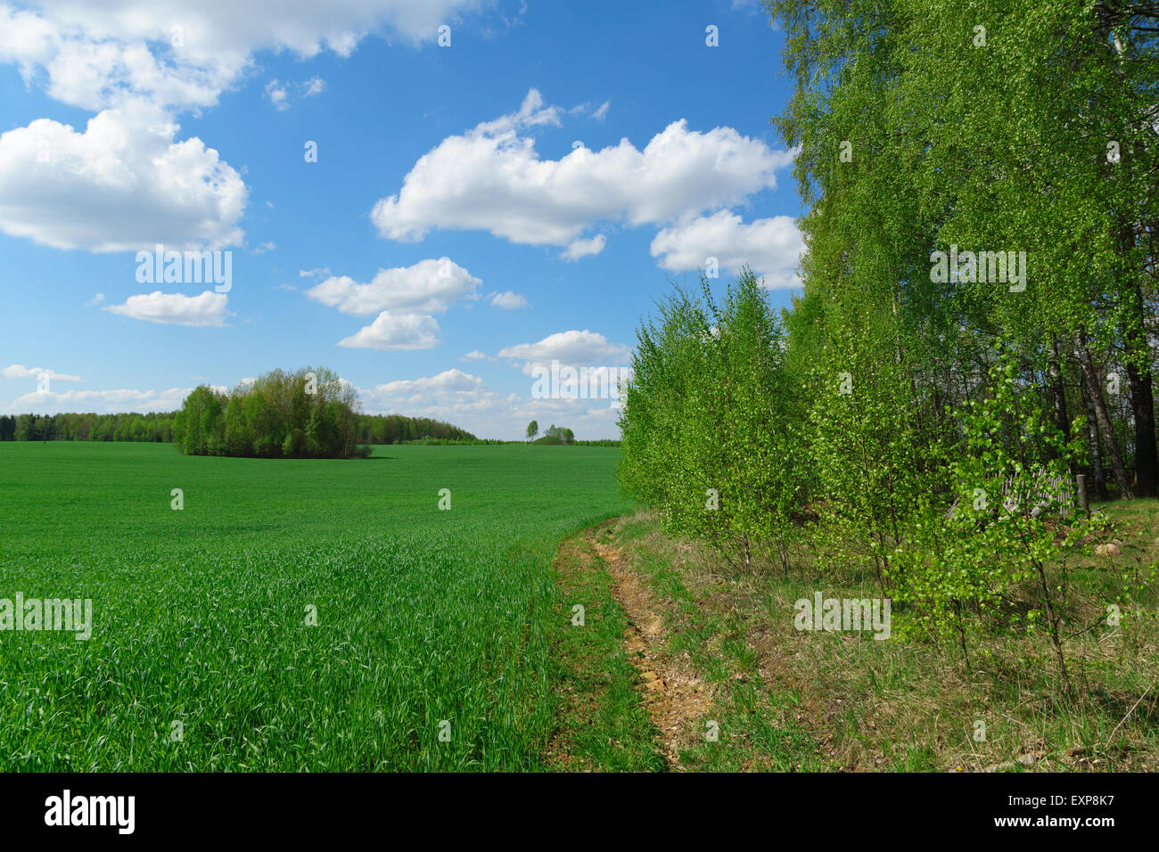 beautiful rural landscape with green vegetation and the bright sky ...