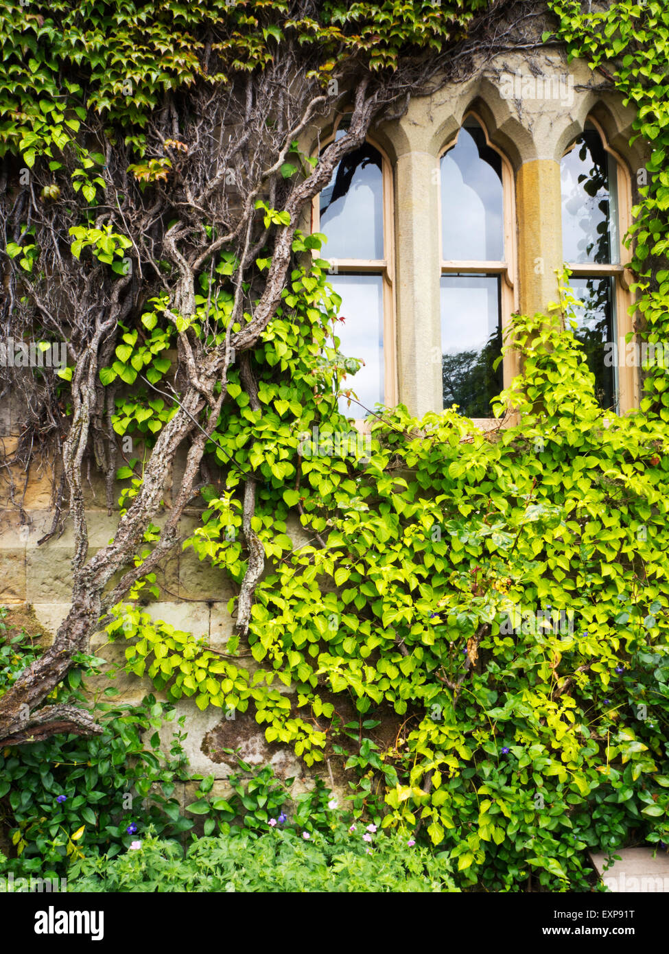 Window with Climbing Plants in the Gatehouse to Hulne Park on Ratten ...