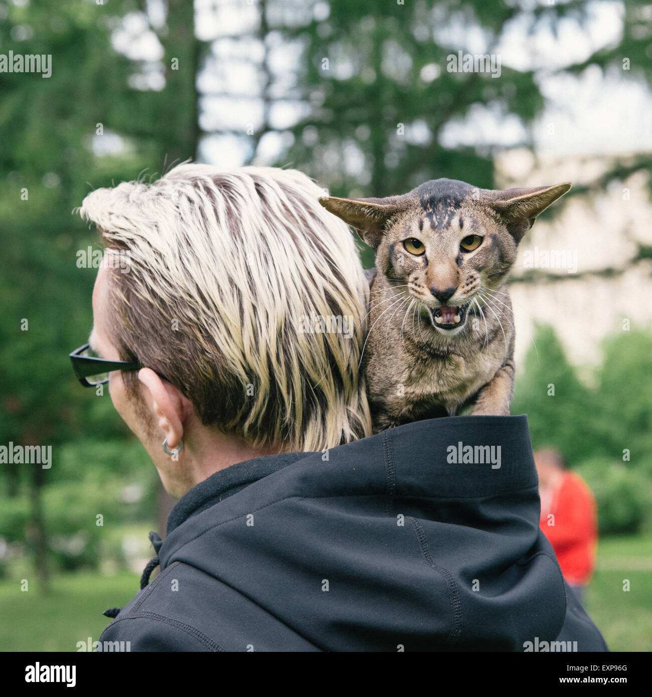 close up cat and a man portrait outdoor on owner's shoulder Stock Photo ...