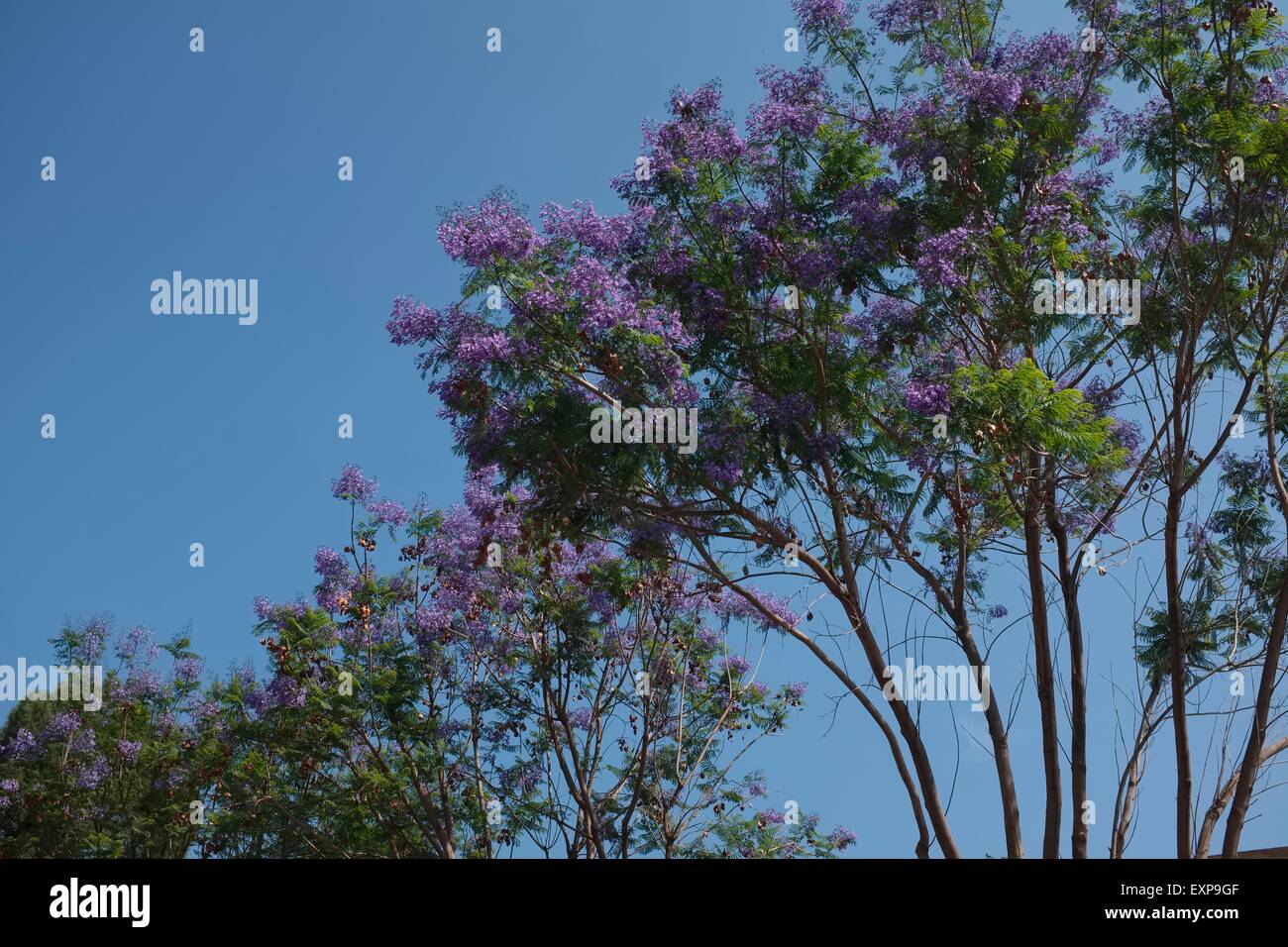 Patti marina hi-res stock photography and images - Alamy