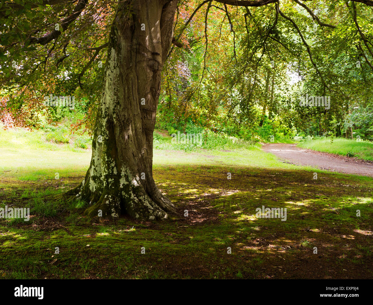 Summer Beech Tree in Hulne Park Alnwick Northumberland England Stock ...