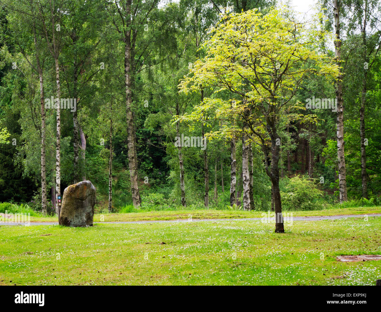 Summer Trees in Hulne Park Alnwick Northumberland England Stock Photo ...