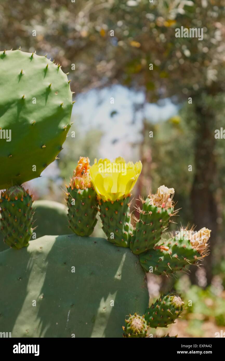 Tindari, Northeastern Sicily : Greek-Roman ruins. Prickly Pear in ...