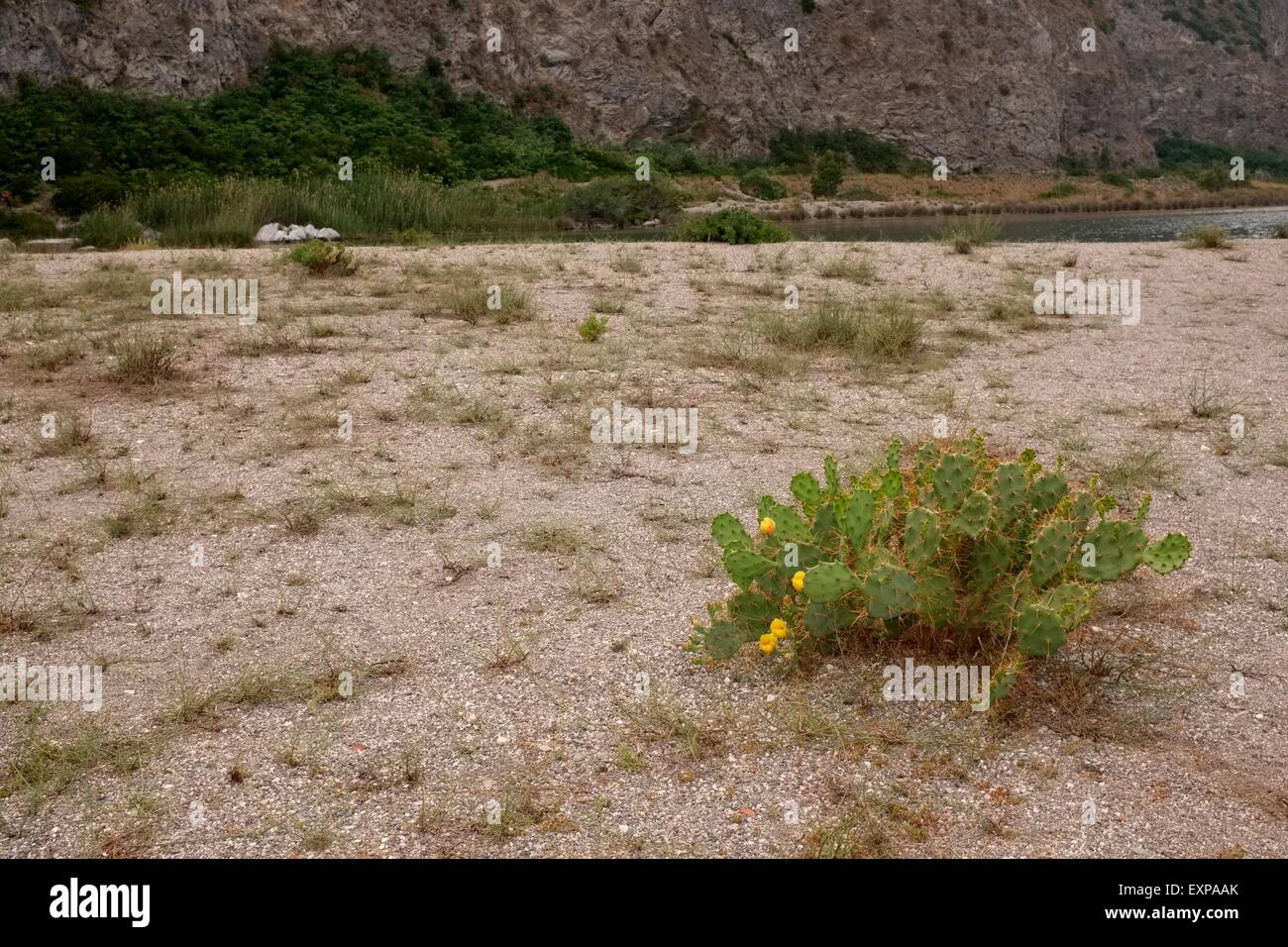 Lagoon of Tindari, Sicily Nature Reserve, Messina Province. A pool at ...