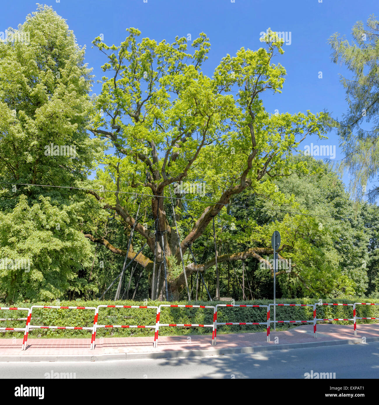 Bartek oak nature monument - an ancient oak tree that grows in Zagnansk ...