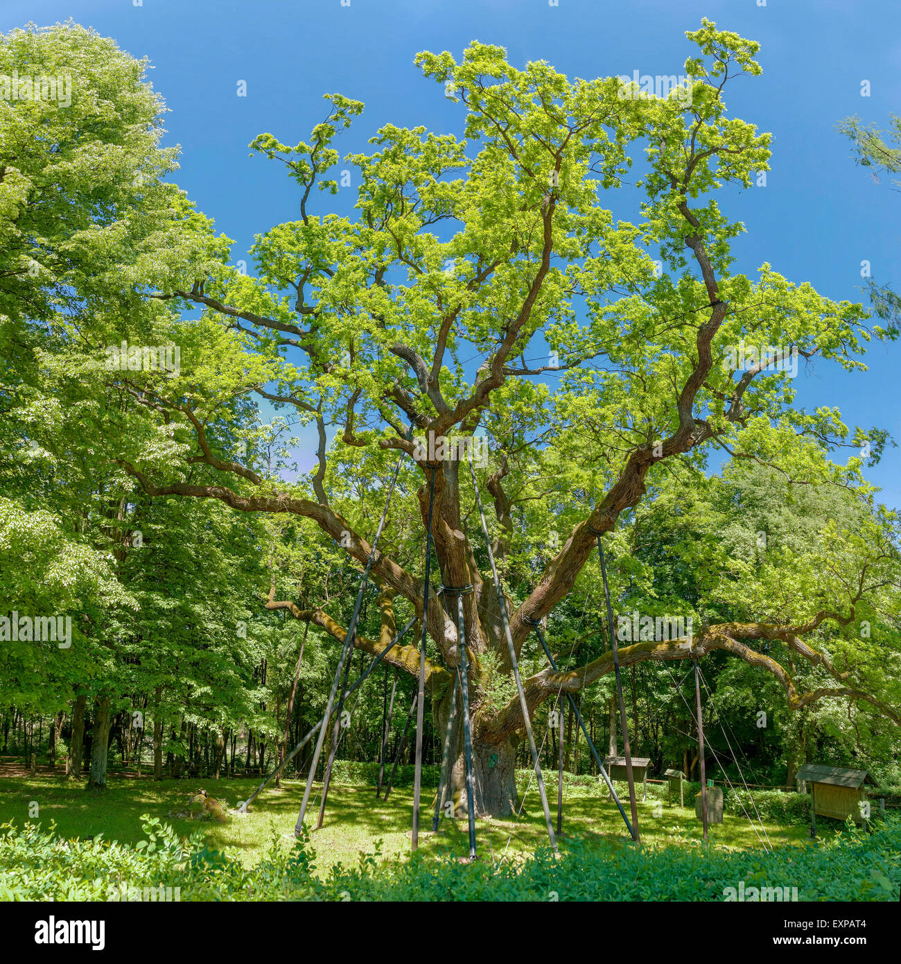 Bartek oak nature monument - an ancient oak tree that grows in Zagnansk ...