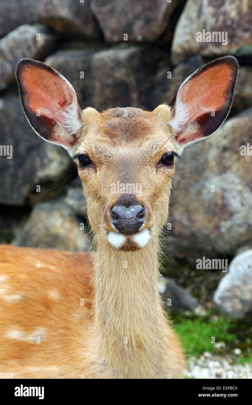 One of the many deer at Itsukushima Shinto Shrine on Miyajima Island ...