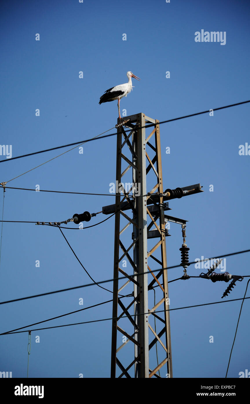 Bird on electricity pylon hi-res stock photography and images - Alamy