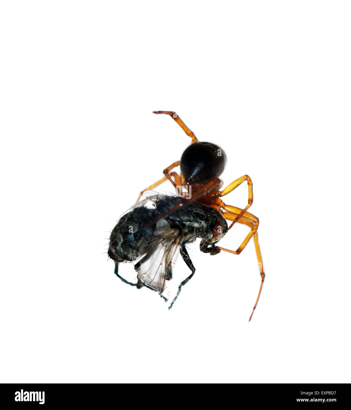Dead prey Cut Out Stock Images & Pictures - Alamy