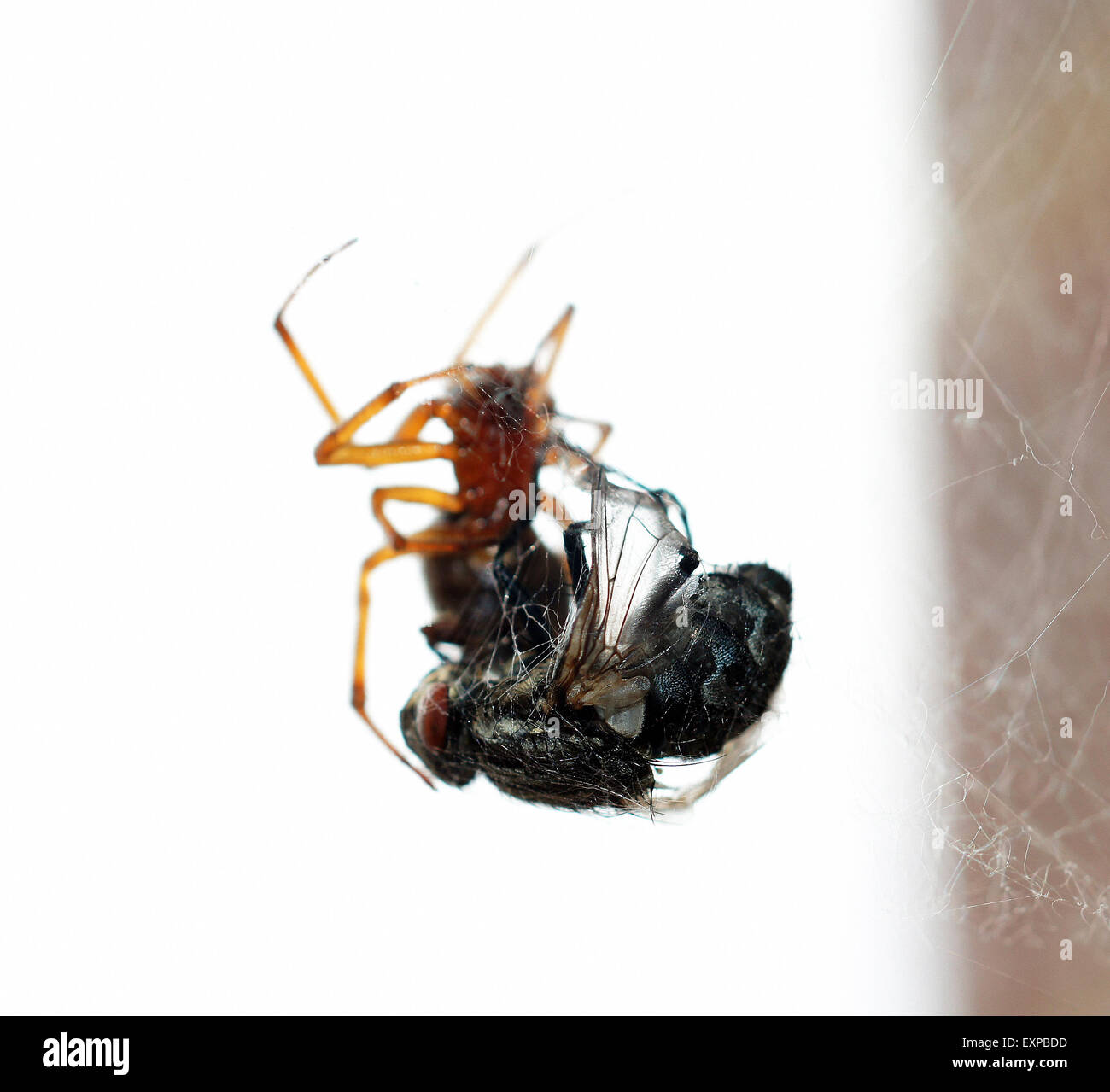Spider killing it's prey Stock Photo - Alamy